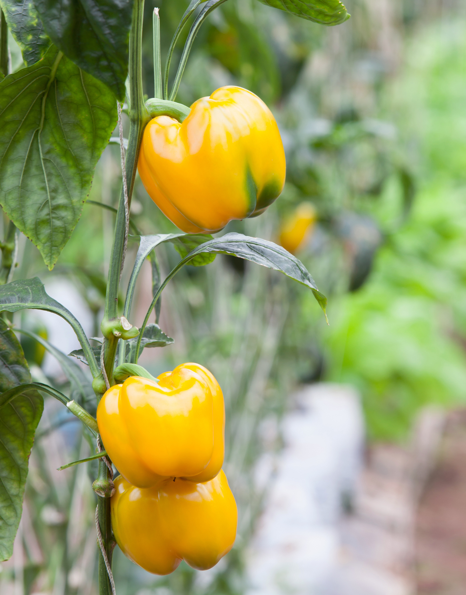 Sweet Pepper - Quadrato D'asti Yellow Organic - Premier Seeds Direct