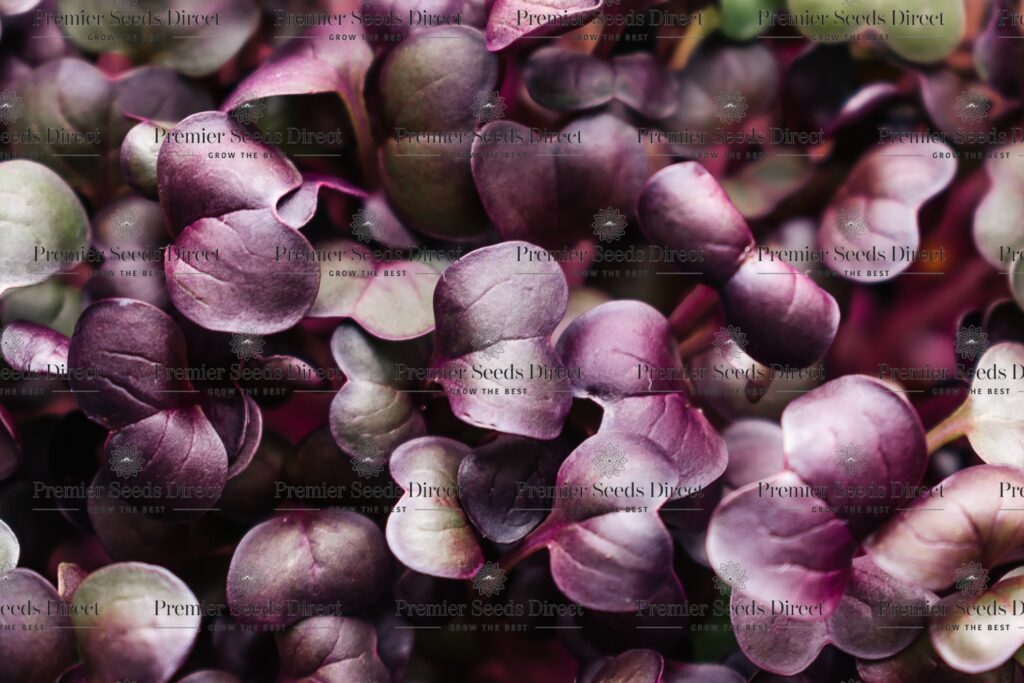 Micro Green Radish - Sango - Premier Seeds Direct