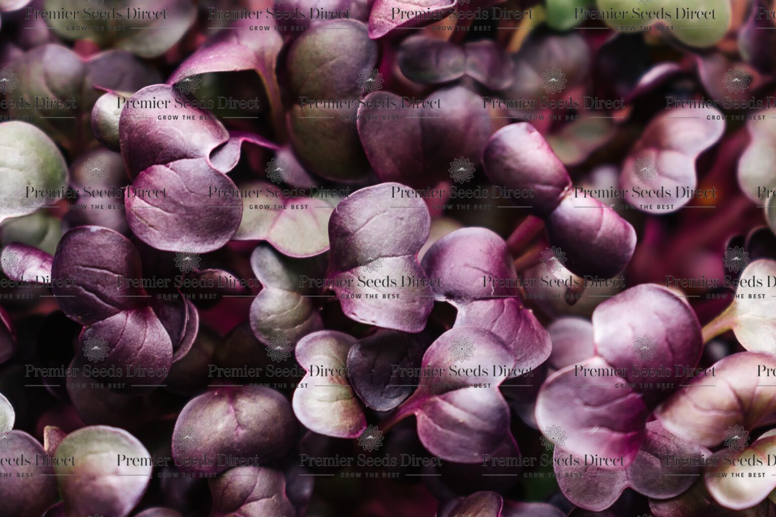 Micro Green Radish - Sango - Premier Seeds Direct