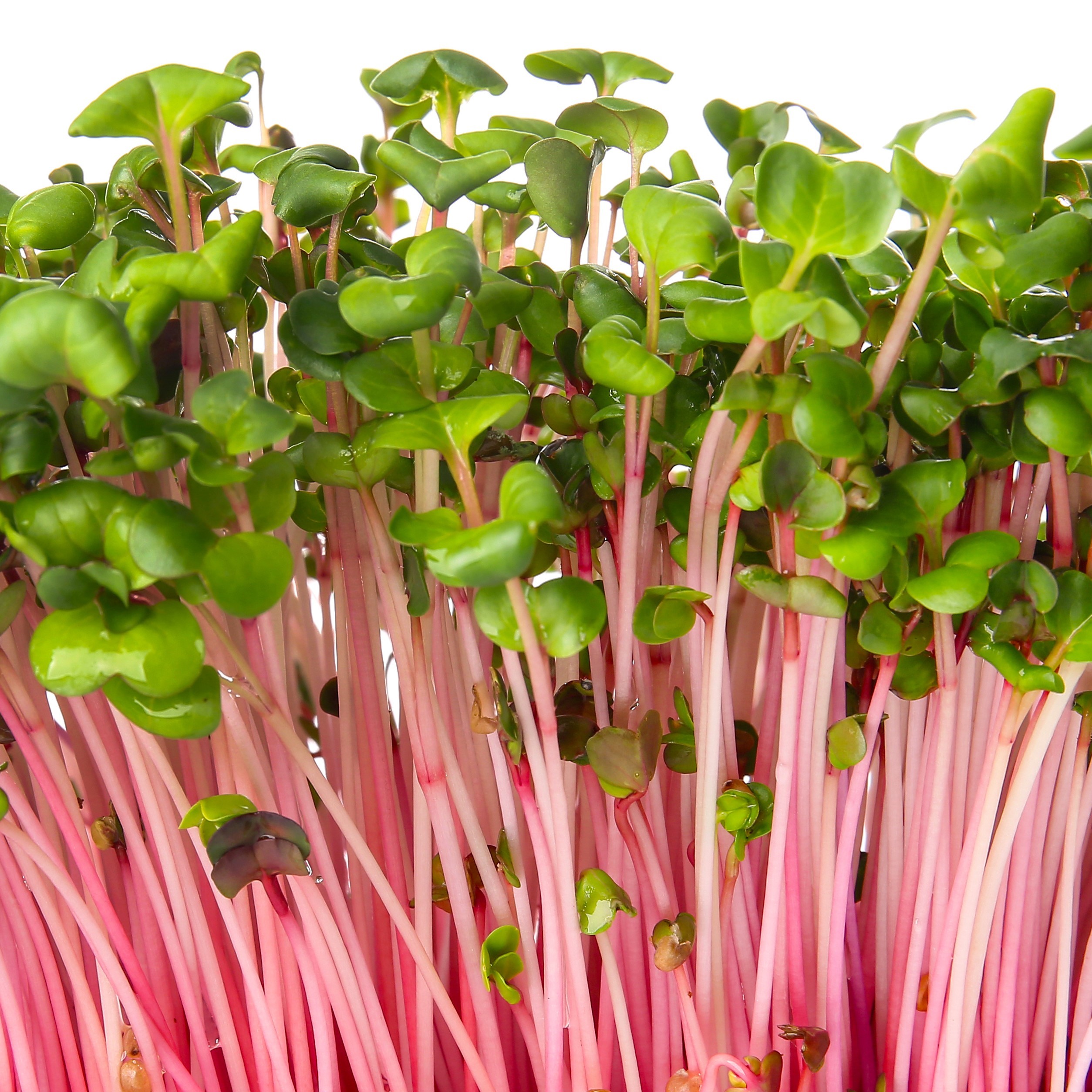 Micro Green Radish - China Rose - Premier Seeds Direct