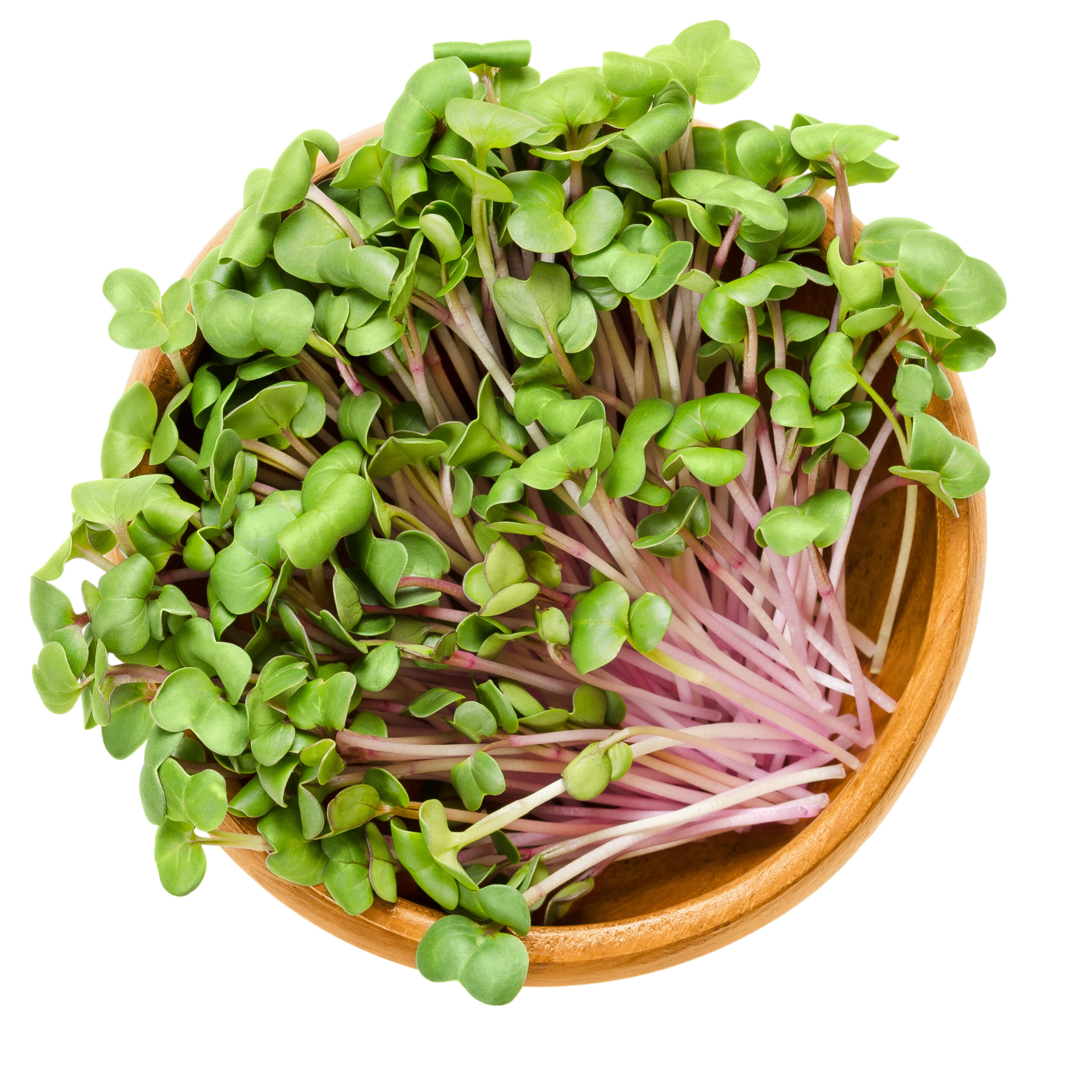 Micro Green Radish - China Rose - Premier Seeds Direct