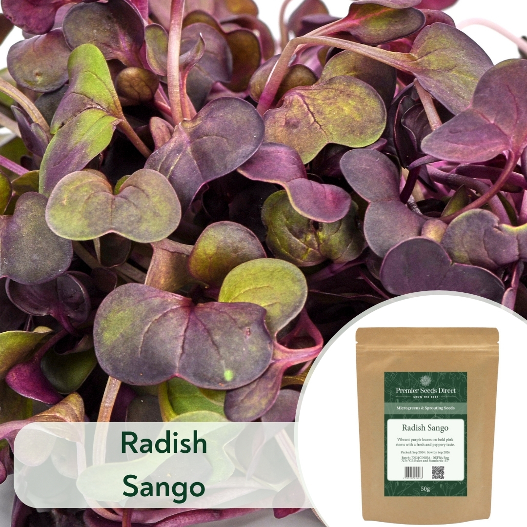Radish Sango - Microgreen/Sprouting - Premier Seeds Direct