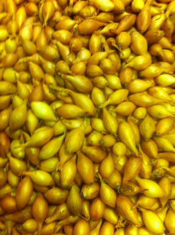 ONION SETS - STURON - Premier Seeds Direct