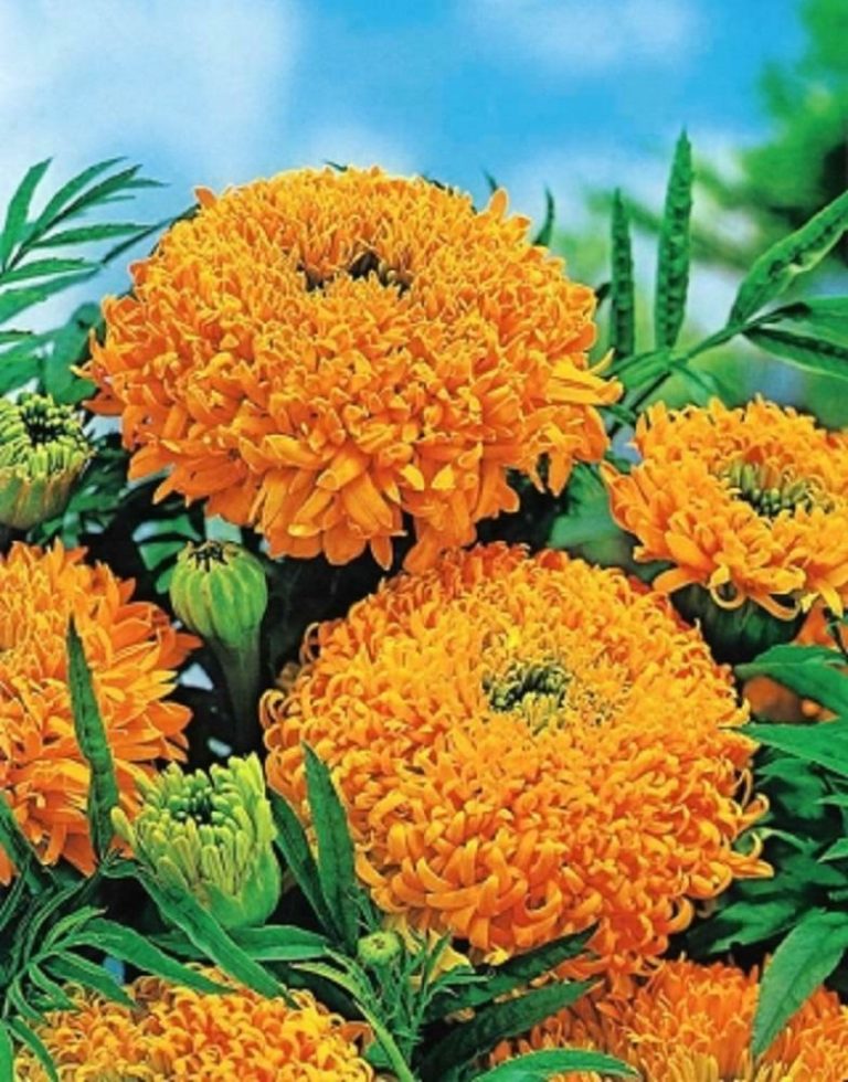 Marigold Fantastic Mix - Premier Seeds Direct