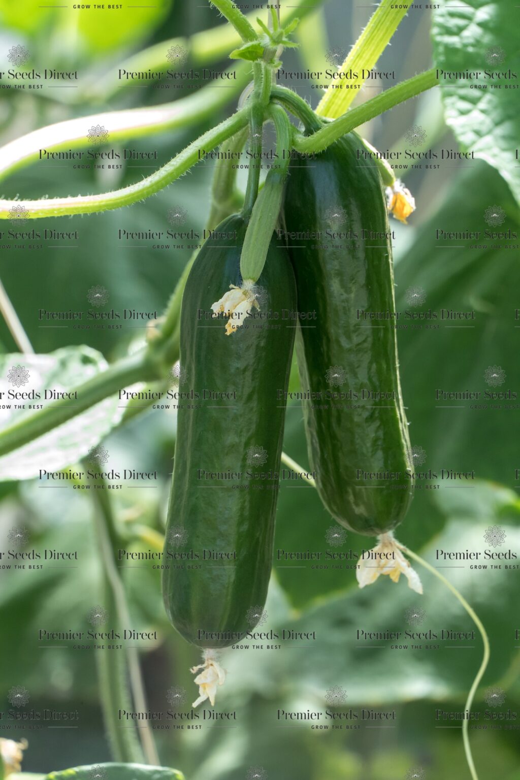 Cucumber - Beth Alpha F1 - Premier Seeds Direct