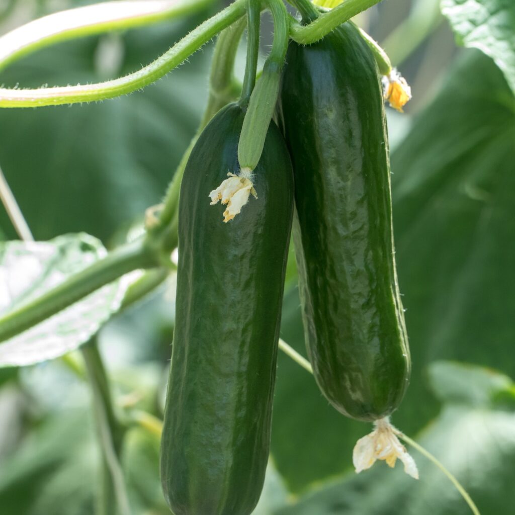 CUCUMBER BETH ALPHA F1 - Premier Seeds Direct