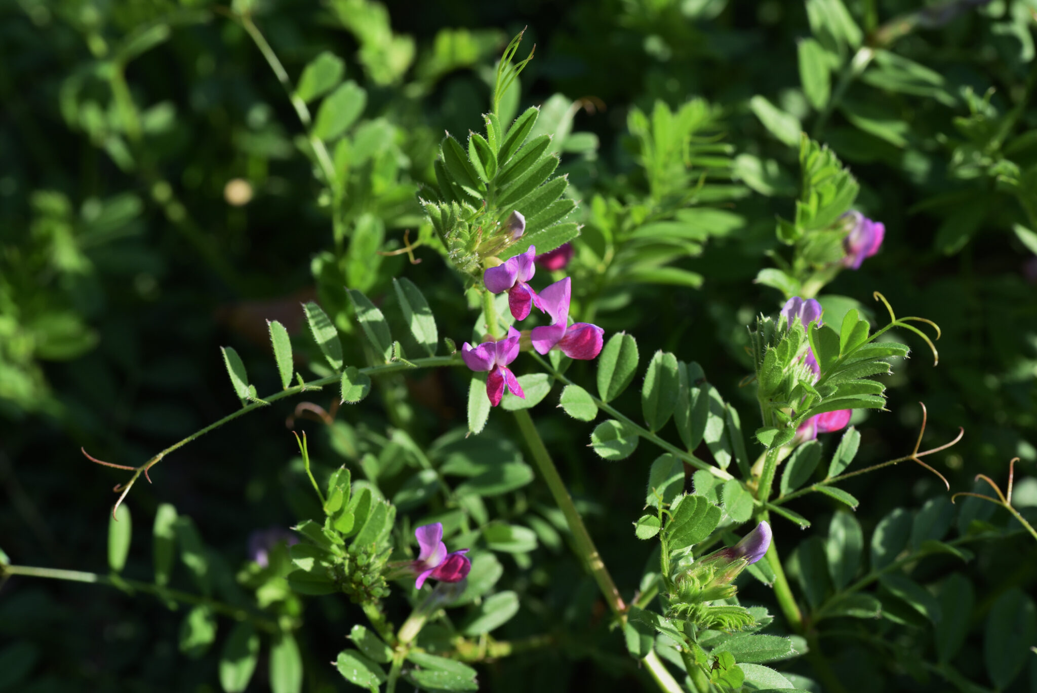 Green Manure - Winter Tares - Premier Seeds Direct