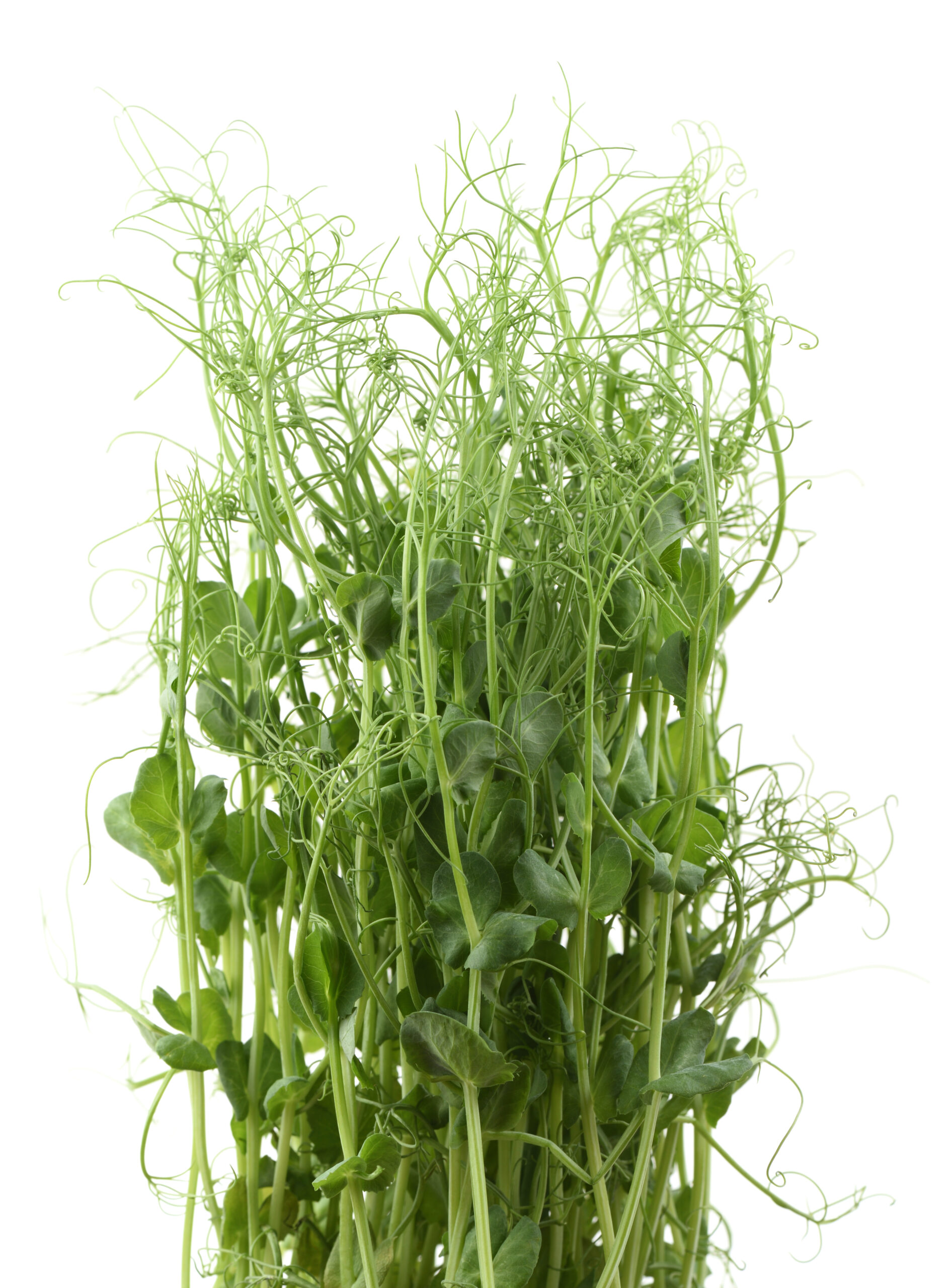 Sprouting Seeds - Tendril Pea Organic - Premier Seeds Direct