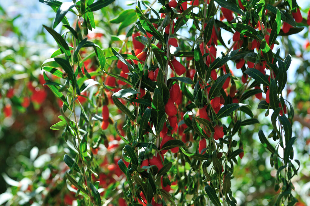 Goji Berry - Lycium Barbarum - Premier Seeds Direct