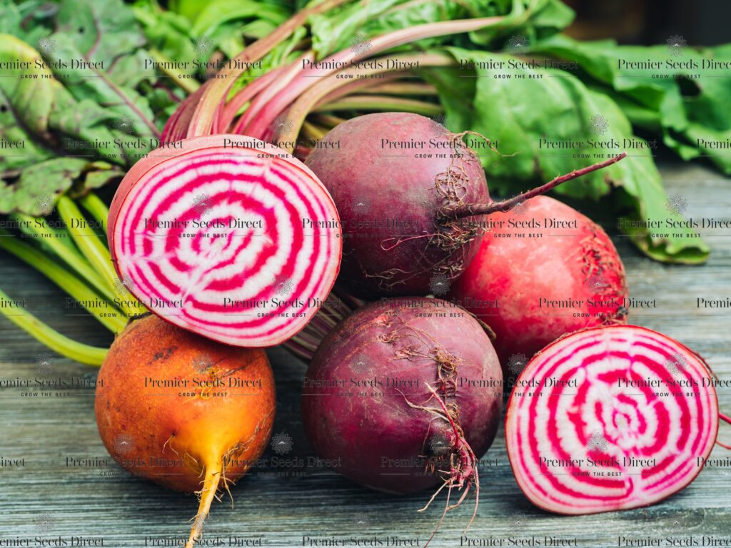Beetroot Rainbow Mix - Premier Seeds Direct