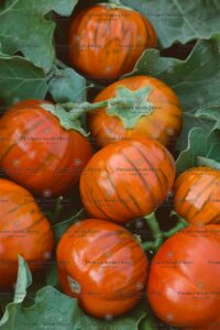 Aubergine Turkish Orange - Premier Seeds Direct