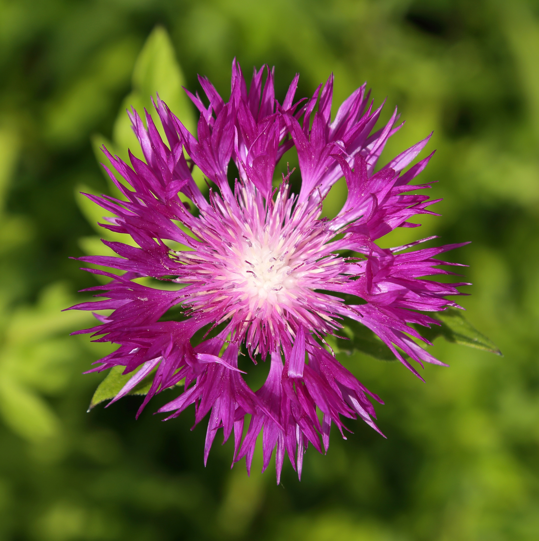 Corn Flower - Dealbata - Premier Seeds Direct