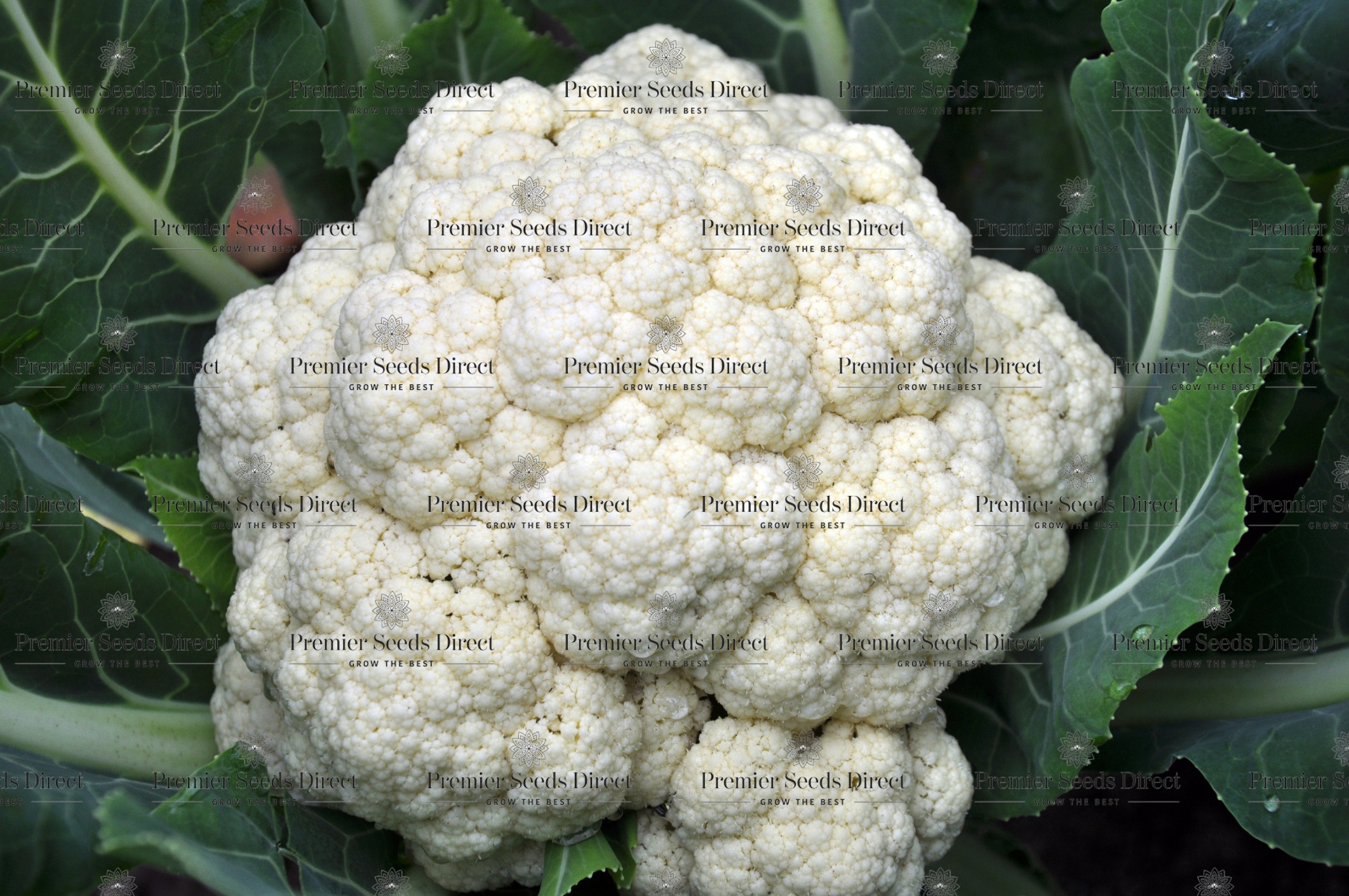 Cauliflower All Year Round - Premier Seeds Direct