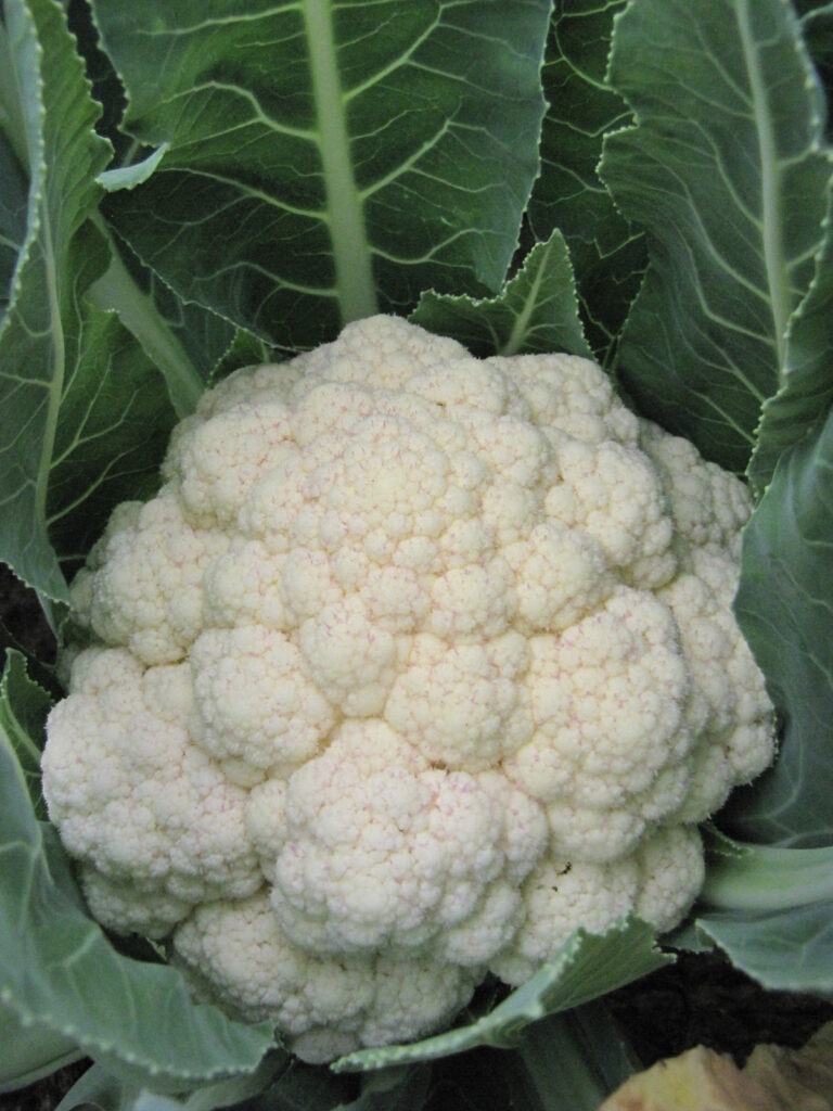 Cauliflower All Year Round - Premier Seeds Direct