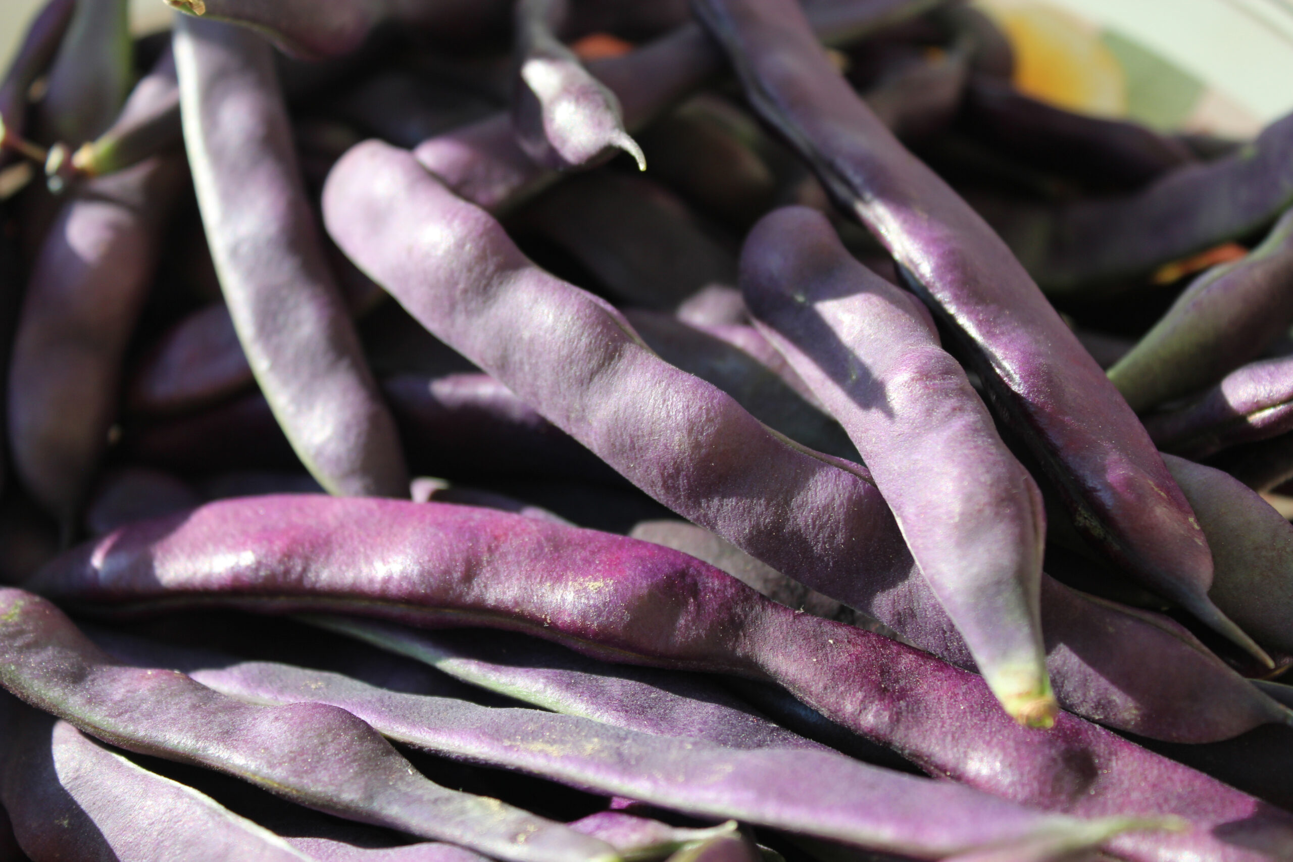 Dwarf French Bean Purple Queen - Premier Seeds Direct