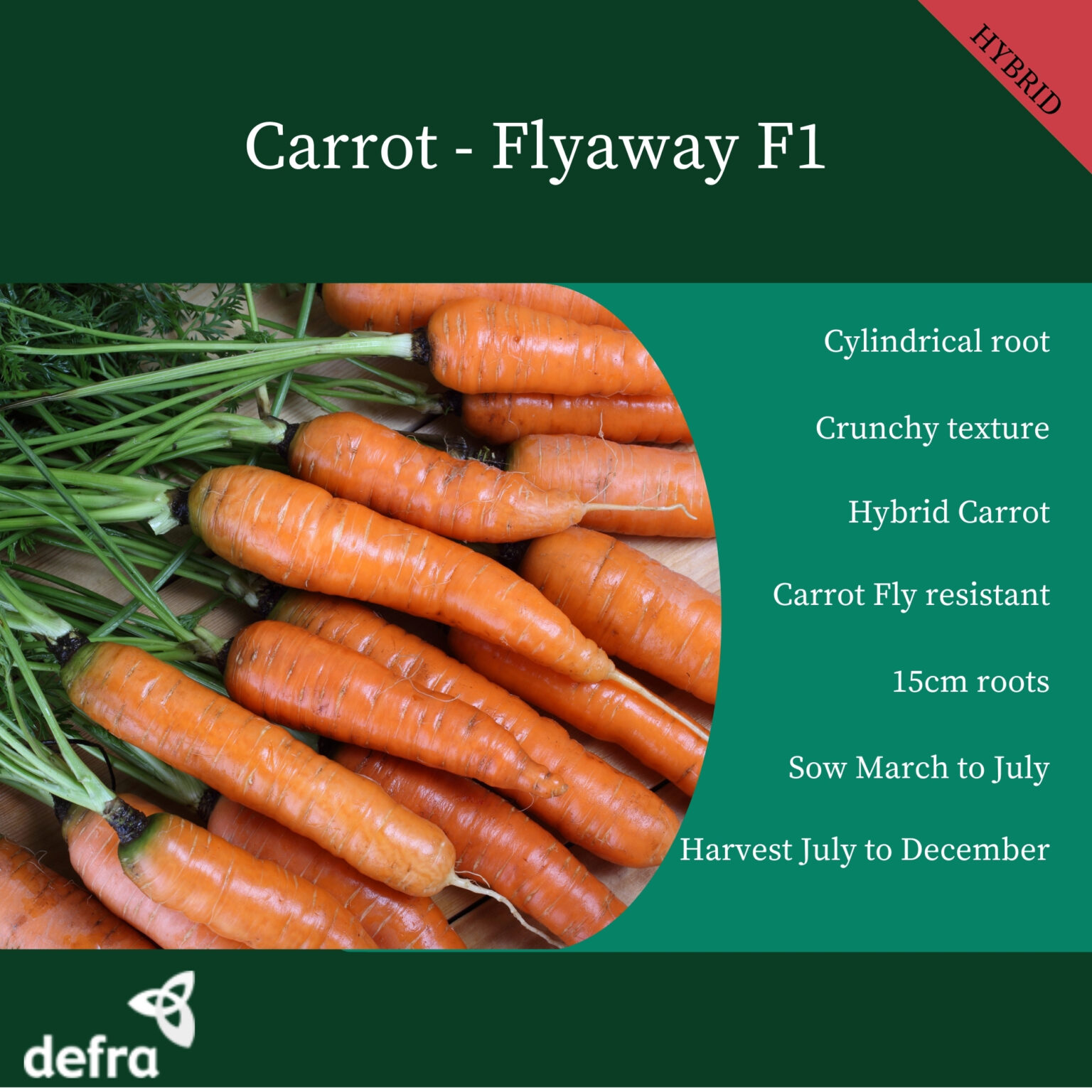 Carrot Flyaway F1 - Premier Seeds Direct