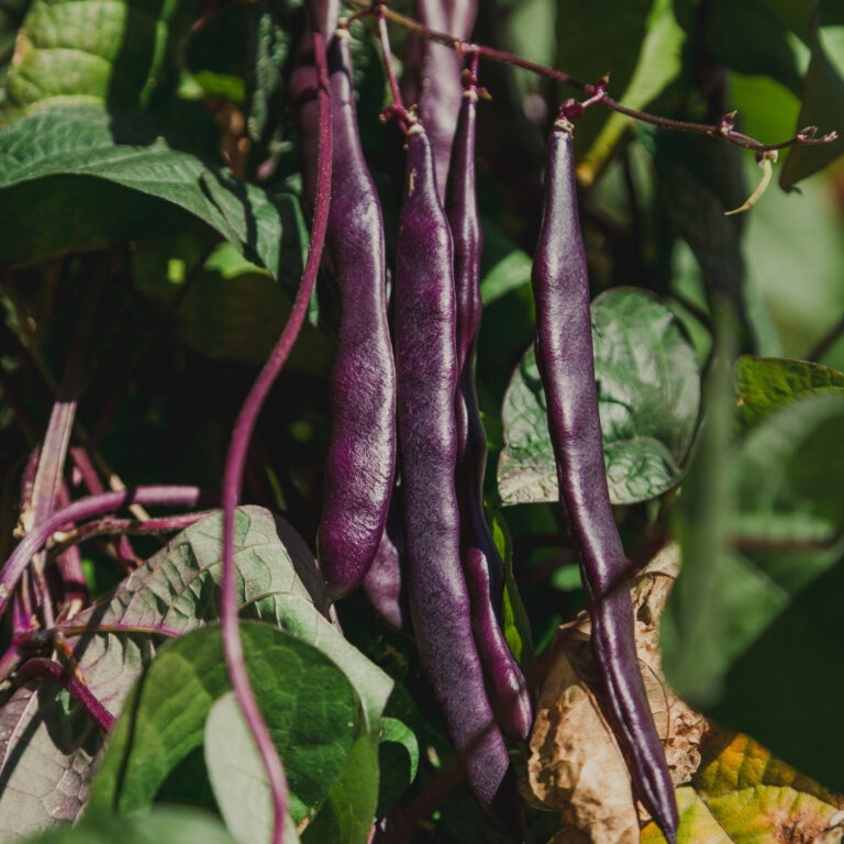 Bean Seeds | Broad, French & Runner Beans