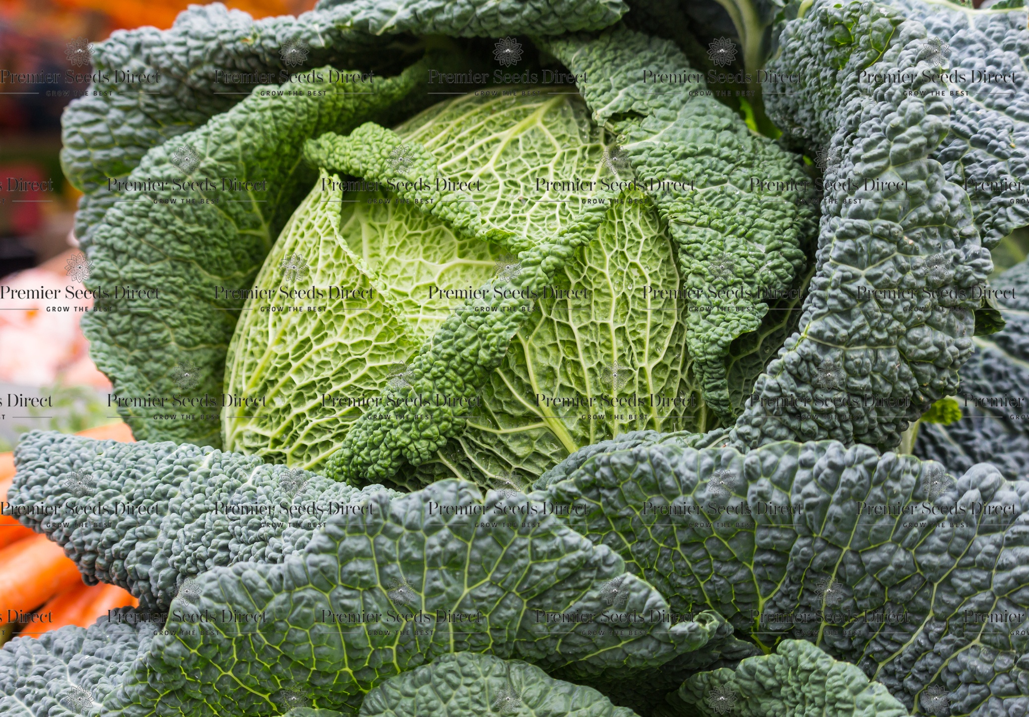 Cabbage - Savoy Perfection - Premier Seeds Direct