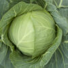 Cabbage Seeds - Premier Seeds Direct