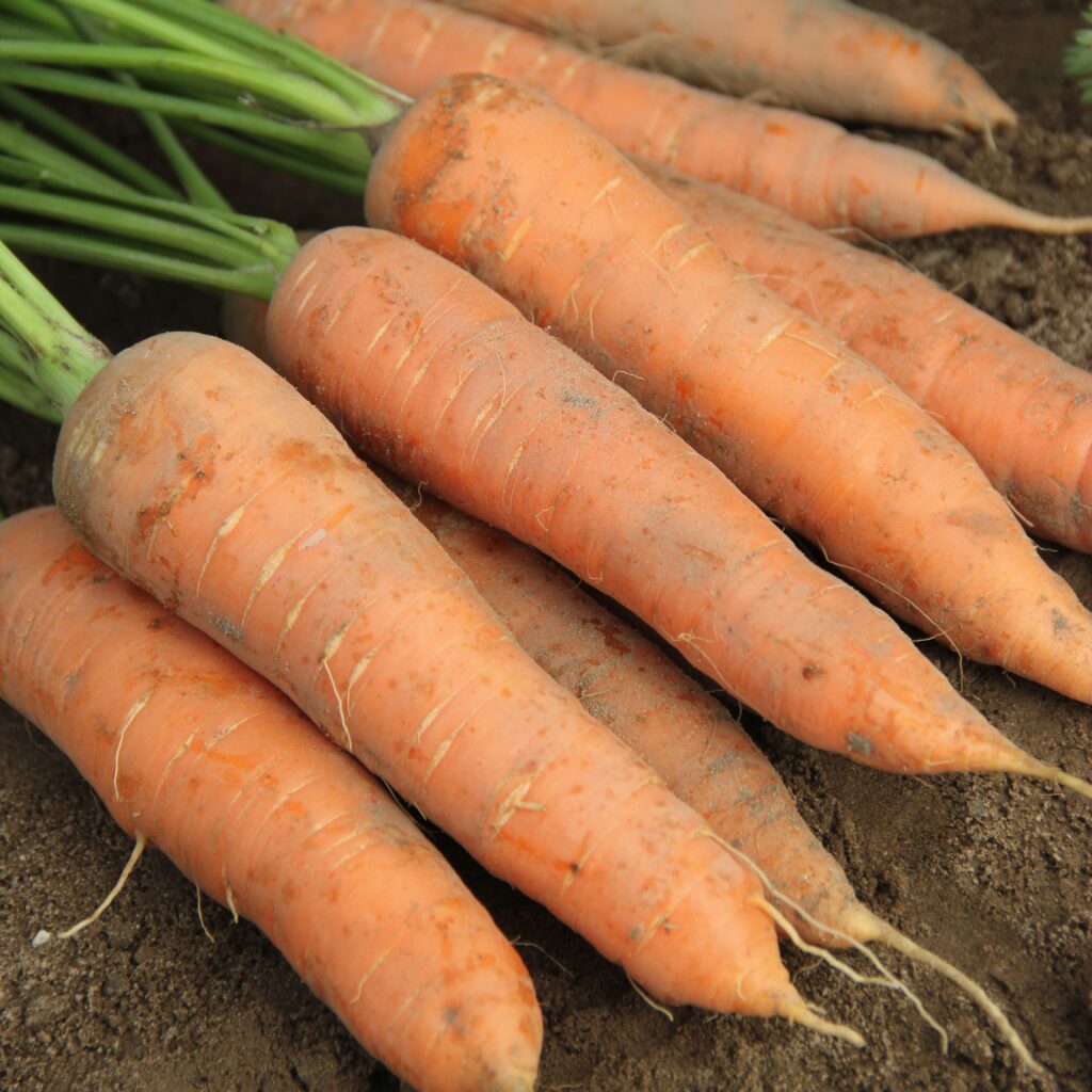 Carrot - Autumn King 2 - Premier Seeds Direct