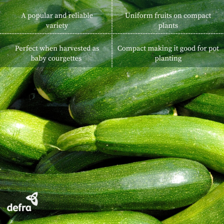 Courgette - Green Bush - Premier Seeds Direct