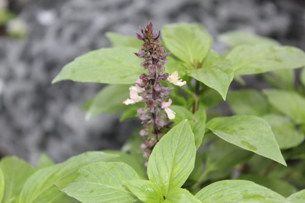 Herb Basil - Blue Spice - Premier Seeds Direct