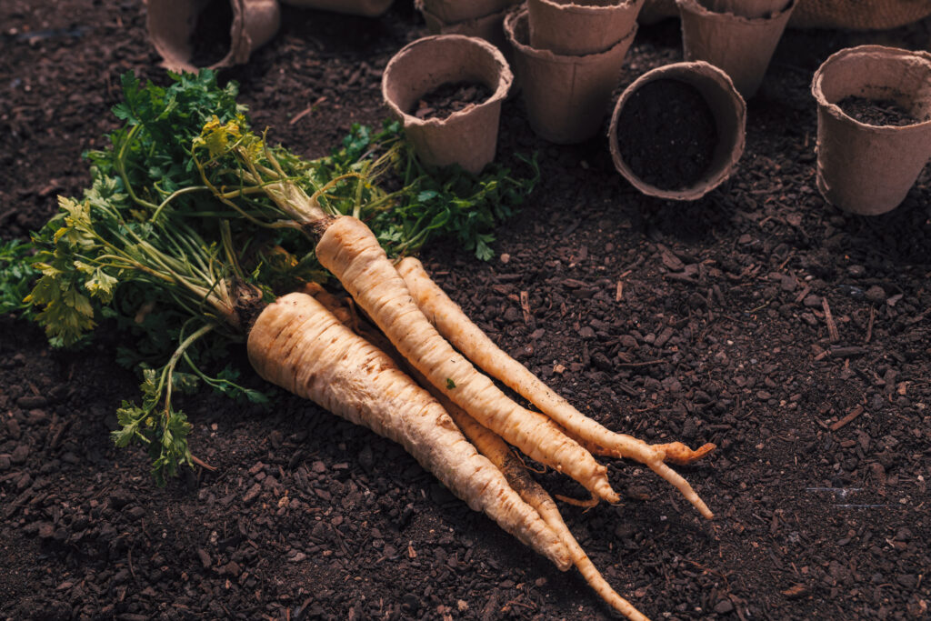 Herb Parsley - Hamburg Root - Premier Seeds Direct