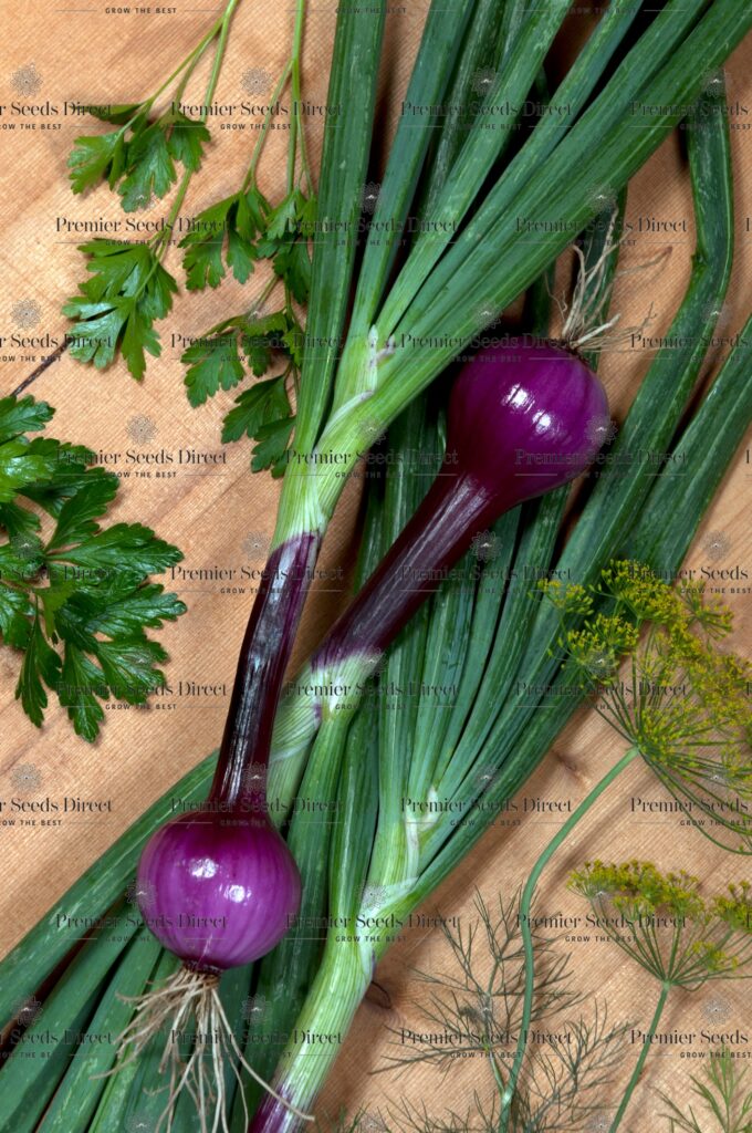 Purple Spring Onion - Lilia - Premier Seeds Direct