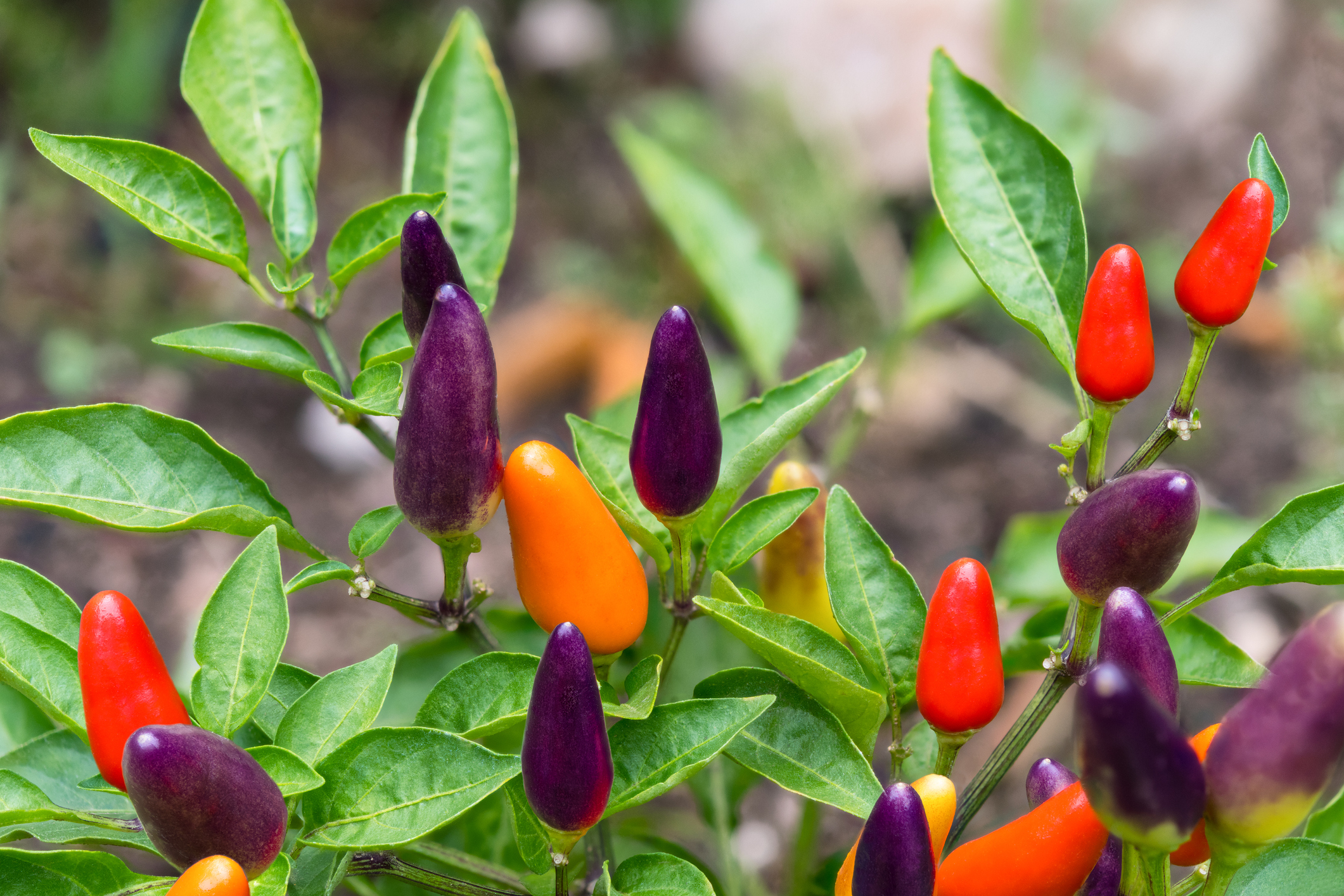 Dwarf Pepper Hot Roxi - Premier Seeds Direct