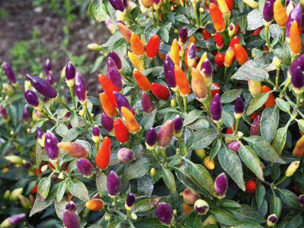Dwarf Pepper Hot Roxi - Premier Seeds Direct