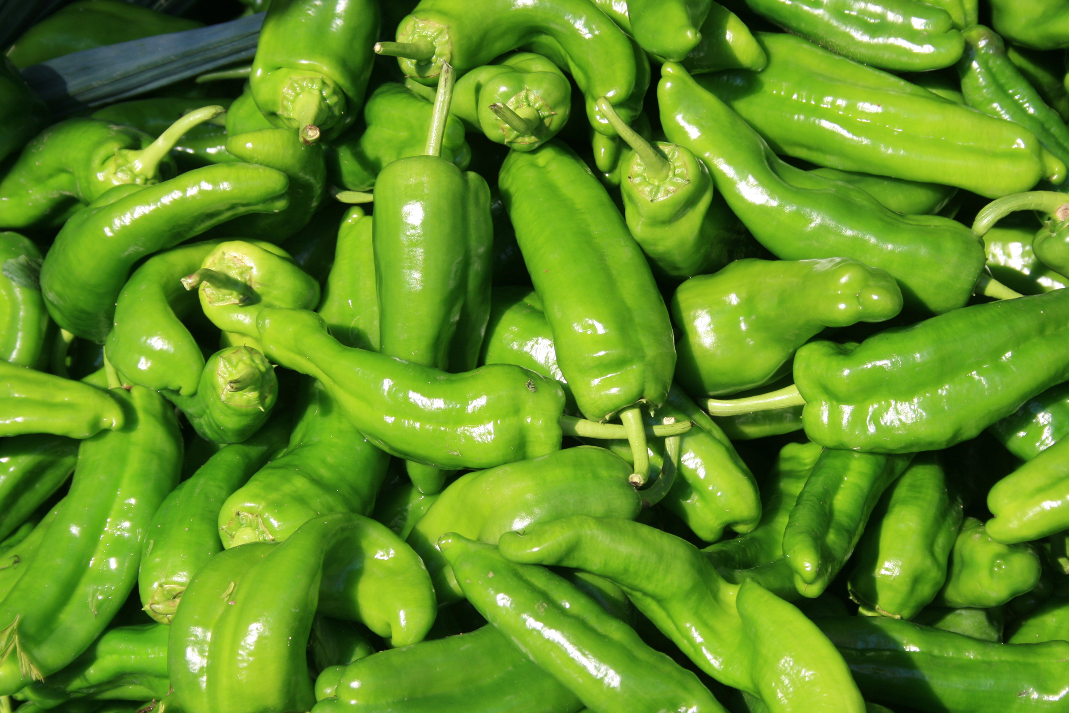 Sweet Pepper - CUBANELLE - Premier Seeds Direct