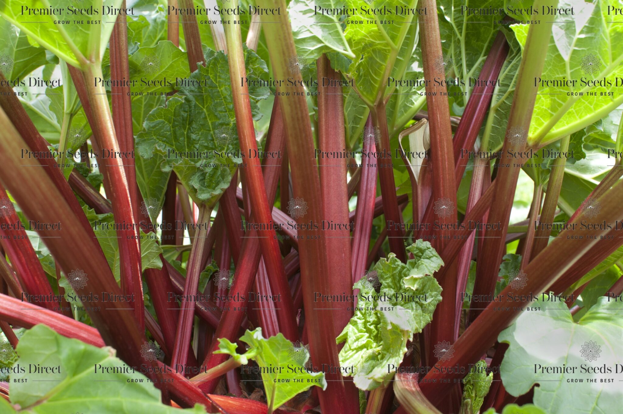 Rhubarb - Victoria - Premier Seeds Direct