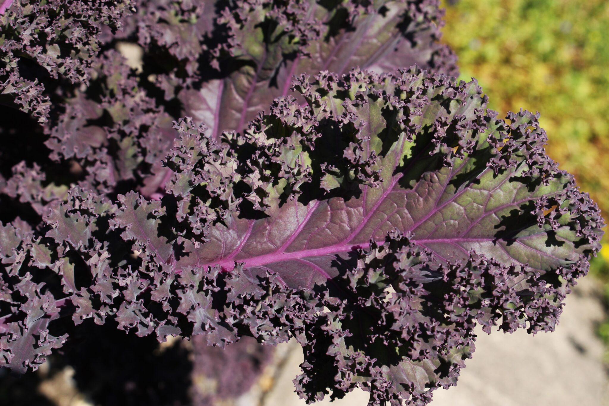 VEGETABLE KALE / BORECOLE - SCARLET - Premier Seeds Direct