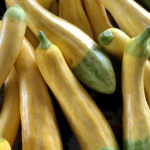 Squash Seeds - Premier Seeds Direct