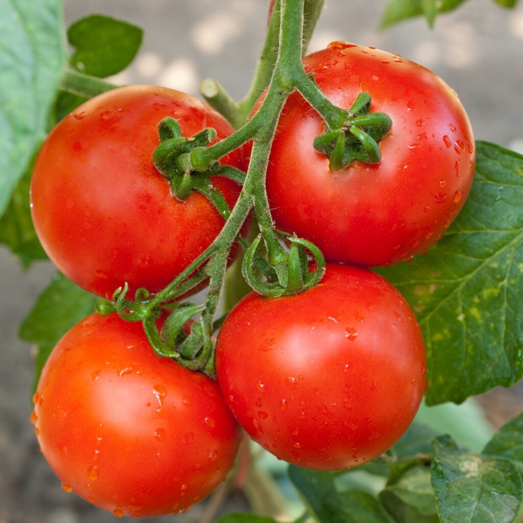 Tomato Seeds - Premier Seeds Direct