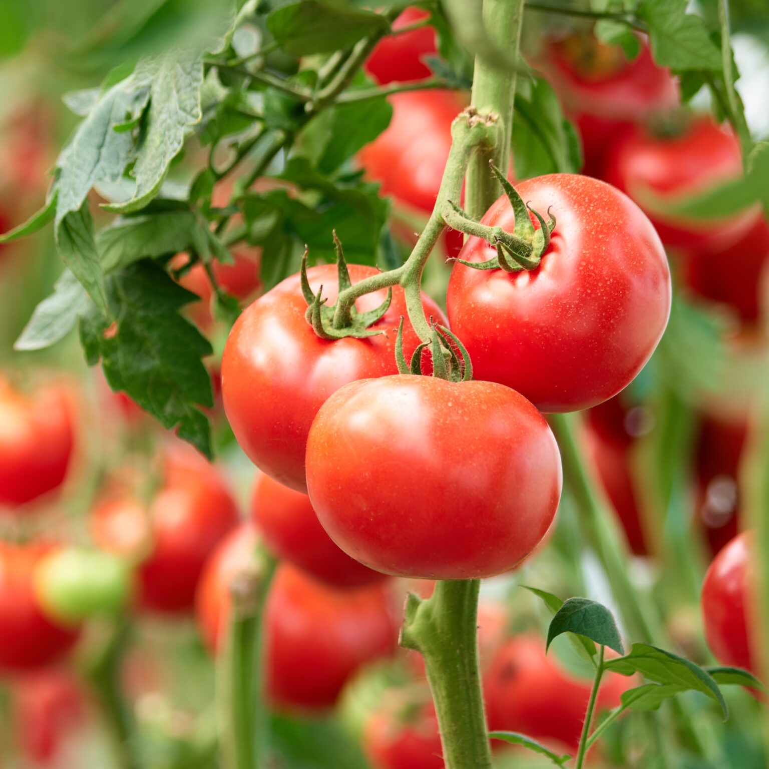 Tomato Seeds - Premier Seeds Direct