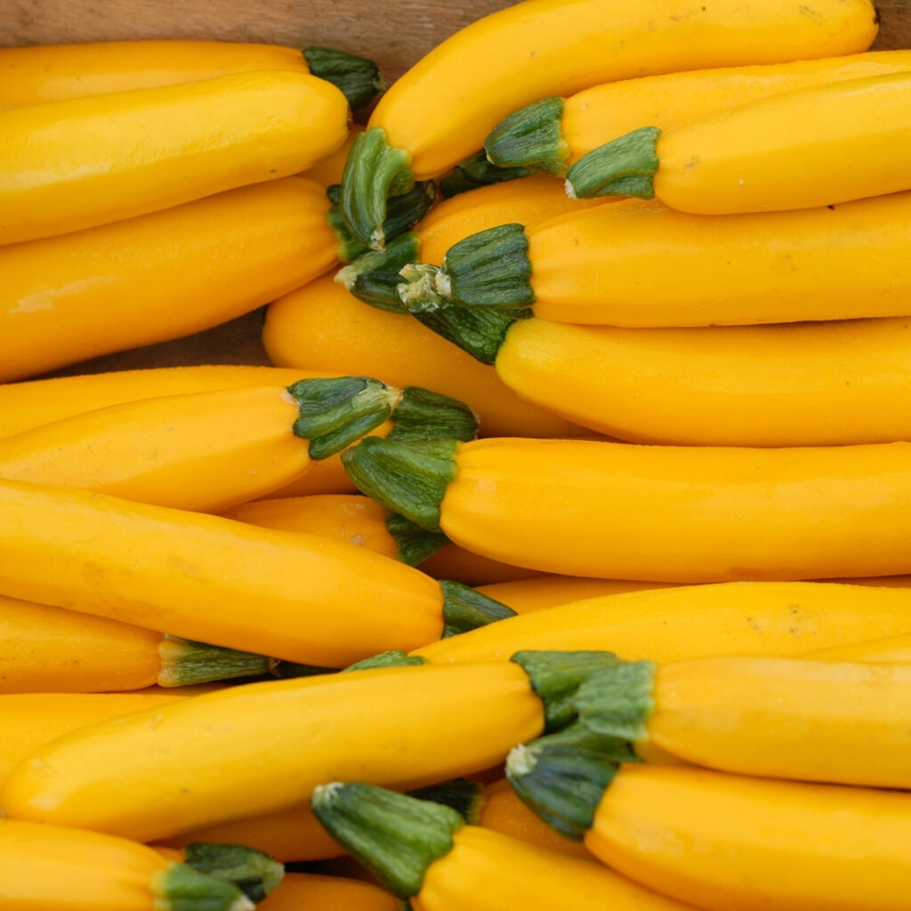 Courgette Seeds - Premier Seeds Direct