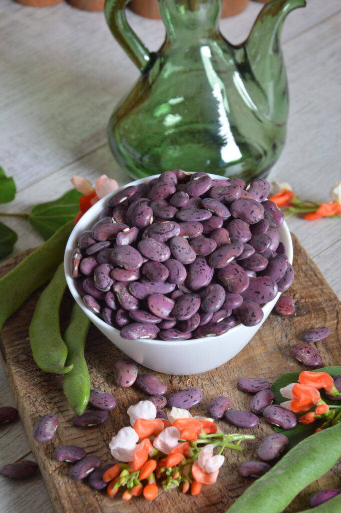 Dwarf Runner Bean Hestia - Premier Seeds Direct