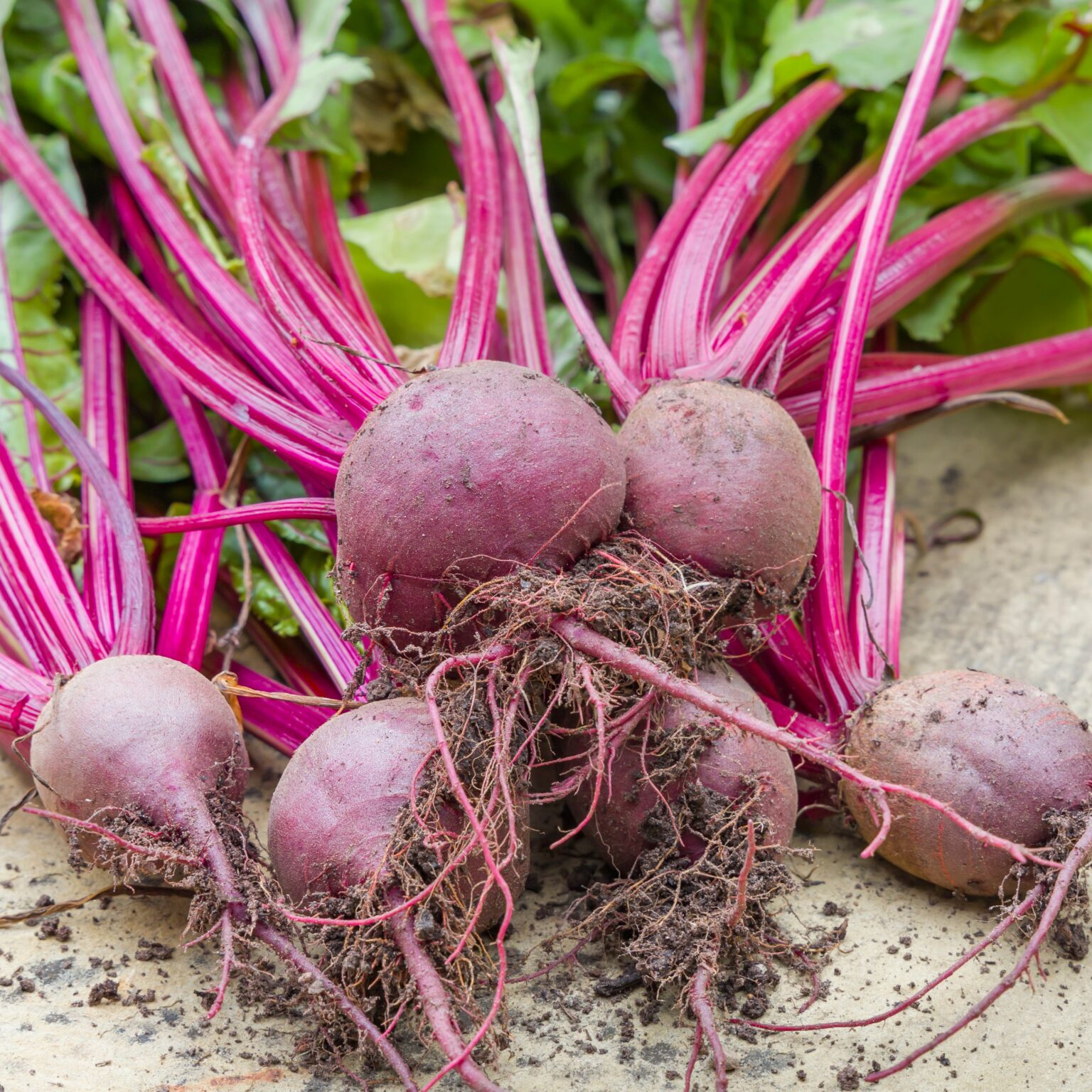 Beetroot Seeds - Shop Tasty & Colourful Varieties