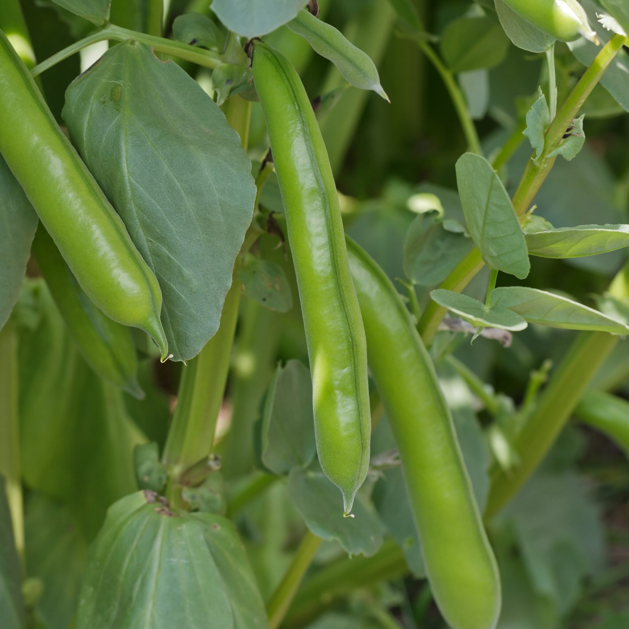 Broad Bean Masterpiece Green - Premier Seeds Direct