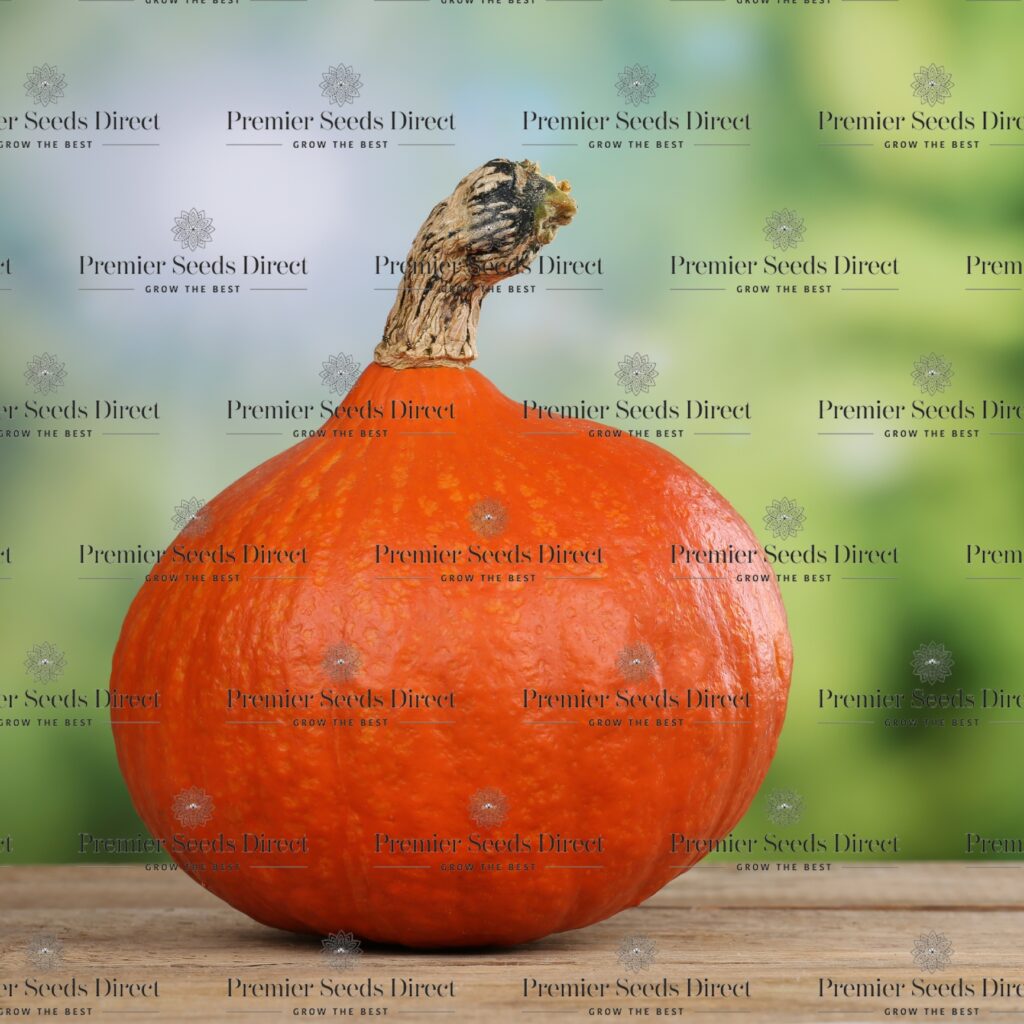 Squash Seeds - Premier Seeds Direct
