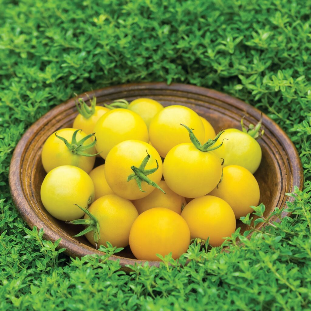 Tomato Seeds - Premier Seeds Direct