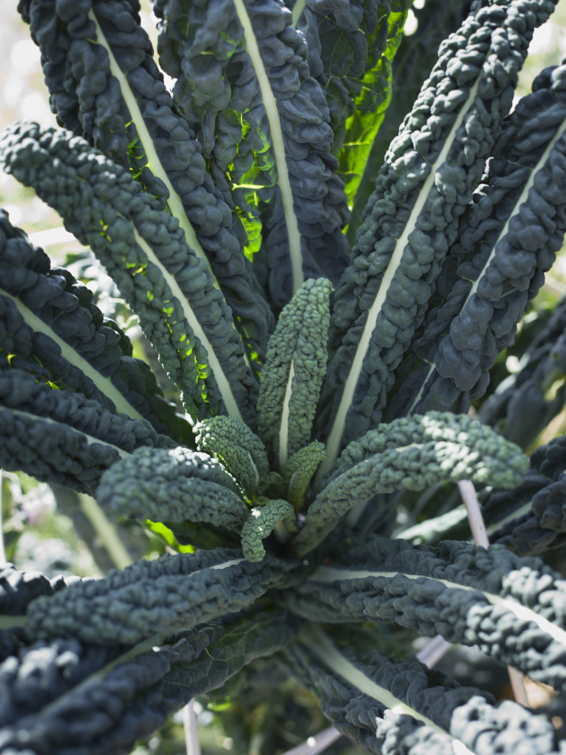 Kale Borecole - Nero Di Toscana Black Tuscan - Premier Seeds Direct
