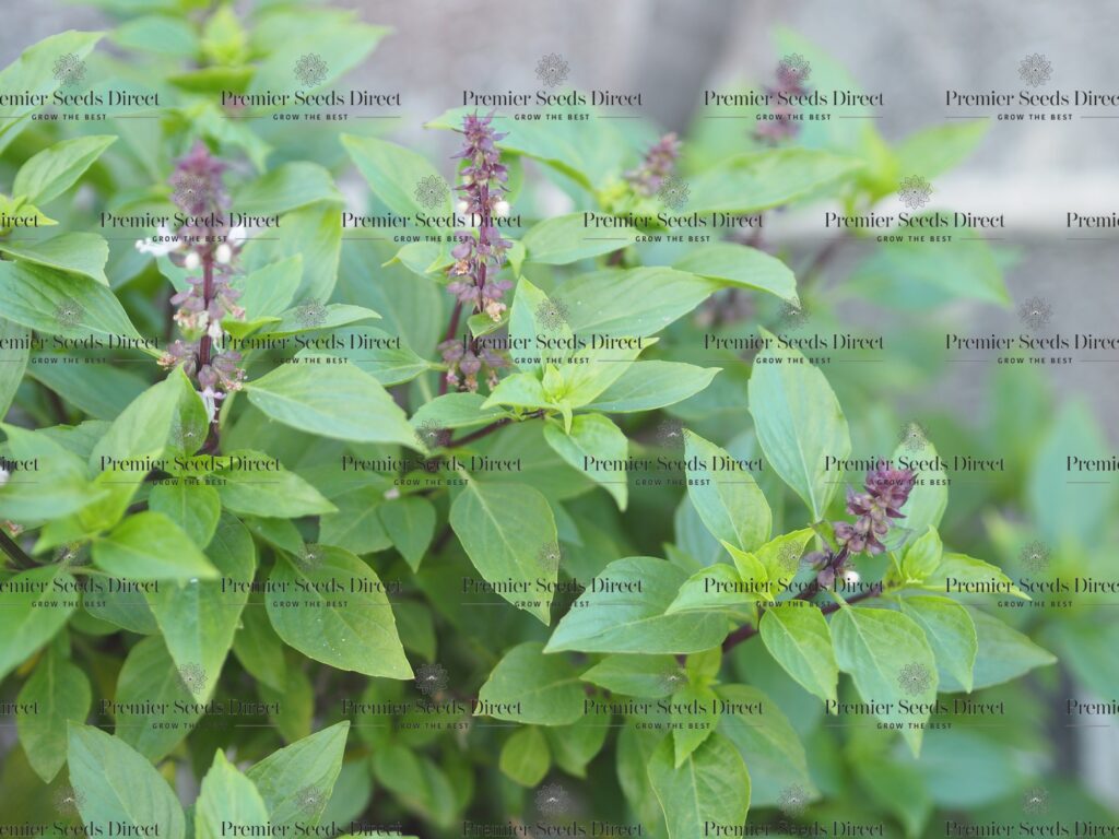 Herb Basil - Thai Siam Queen - Premier Seeds Direct