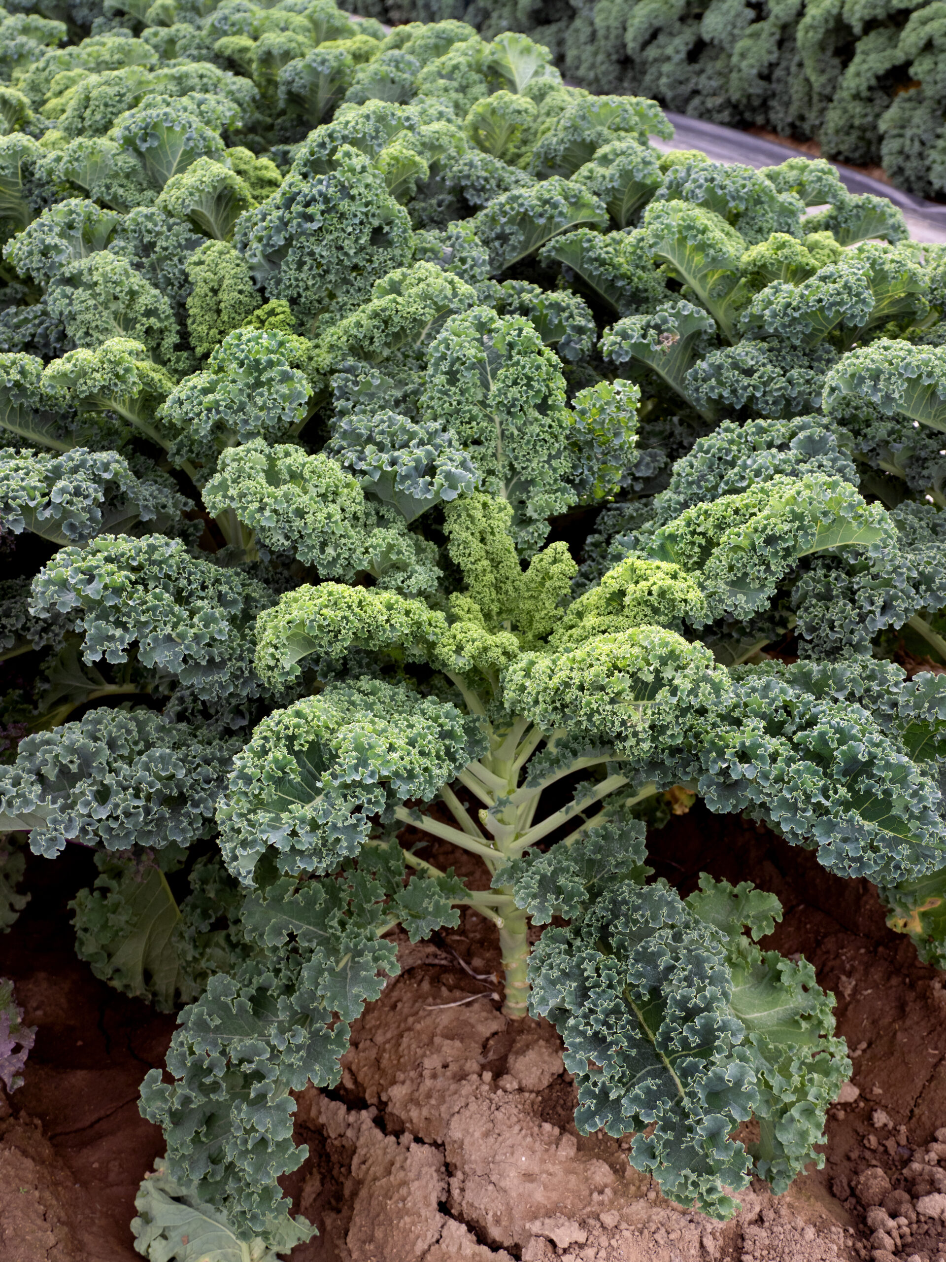 Kale Borecole - Vates Blue Curled - Premier Seeds Direct