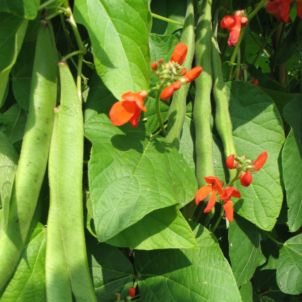Runner Bean Lady Di - Premier Seeds Direct