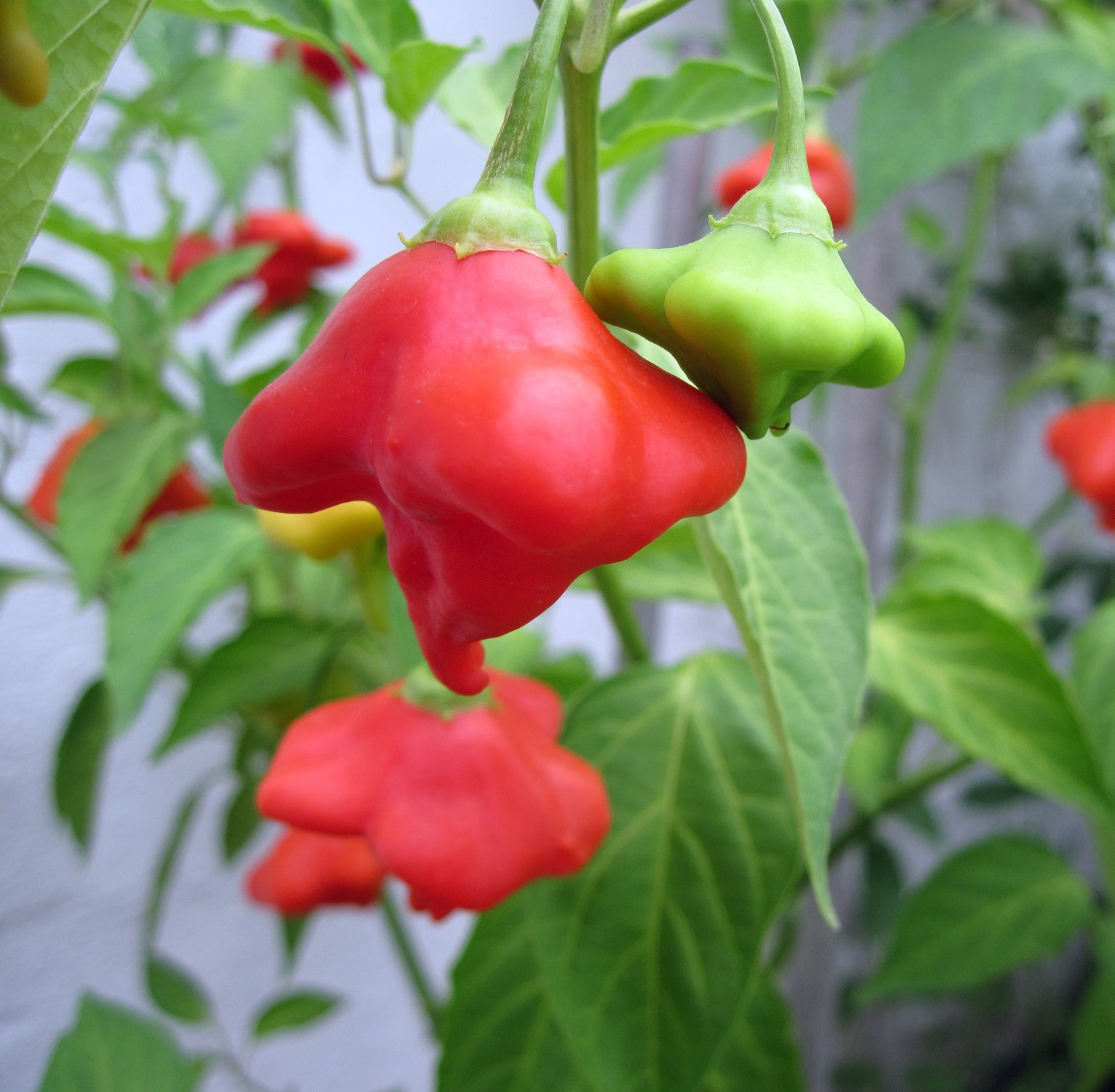 Pepper Hot - Bishops Crown - Premier Seeds Direct
