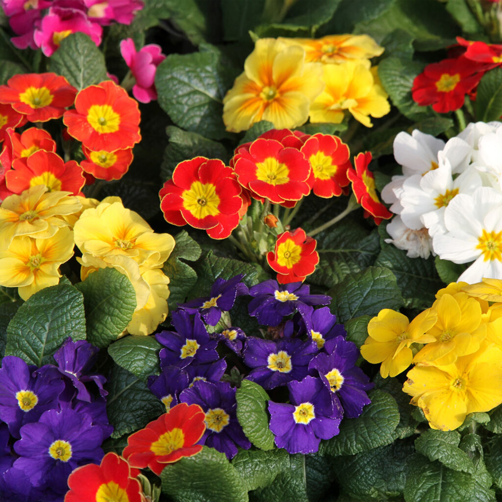 Polyanthus (Primula colossea) Mix - Premier Seeds Direct