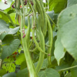 Runner Bean - Enorma Exhibition Variety - Premier Seeds Direct