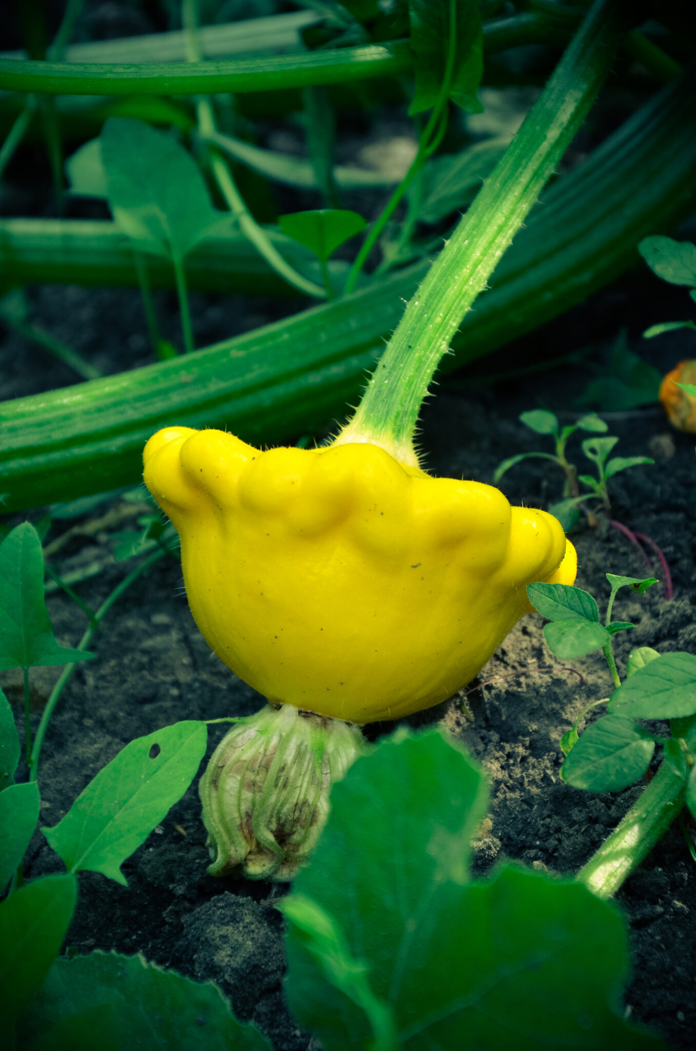 Squash - Early Yellow Bush Scallop Patty Pan - Premier Seeds Direct